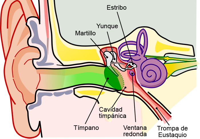 Oído Medio :: Portafolio-sistemas-y-trastornos-audiovestibulares3